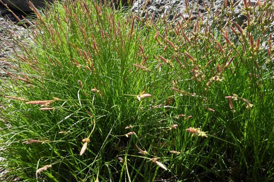 Pennsylvania Sedge | MSD